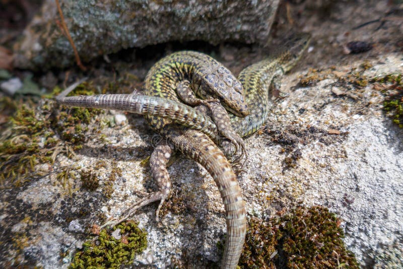 Two Lizards Fighting and Biting Each Other. Natural Combat. Teeth ...