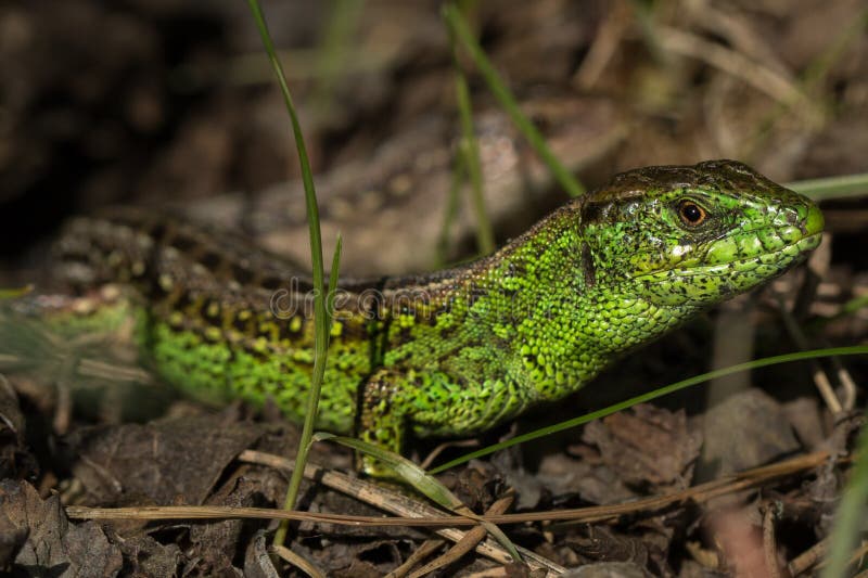 Two Lizards on the Ground among Grass and Leaves Stock Image - Image of ...