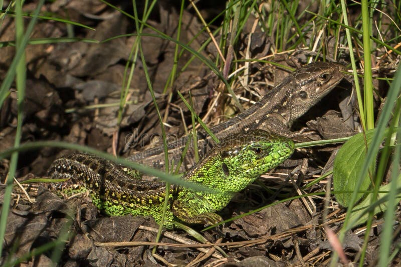 Two Lizards on the Ground among Grass and Leaves Stock Image - Image of ...