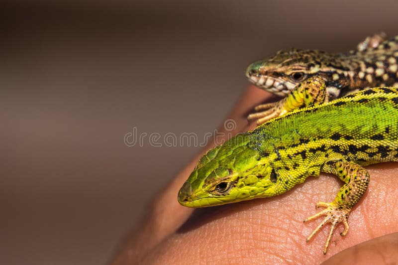 Two lizards in hand stock photo. Image of agilis, hands - 78886126