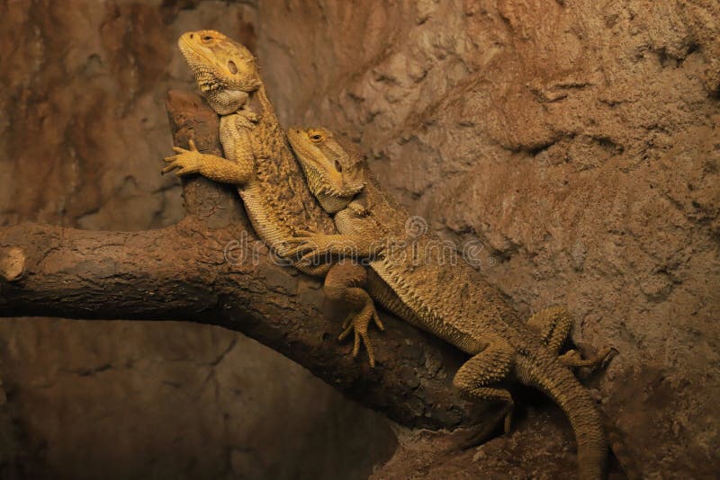 Two lizards hug each other stock image. Image of nature - 166684097