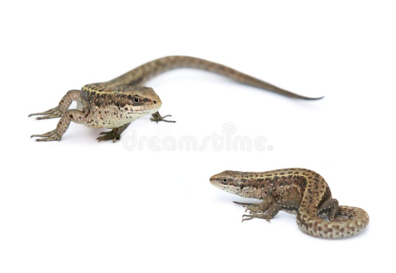 Three Types of Lizards-Vertical Banner Stock Photo - Image of ...