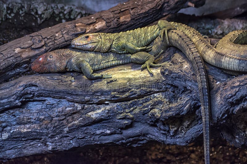 Lizard sleeping on log stock image. Image of chill, enjoy - 59370919