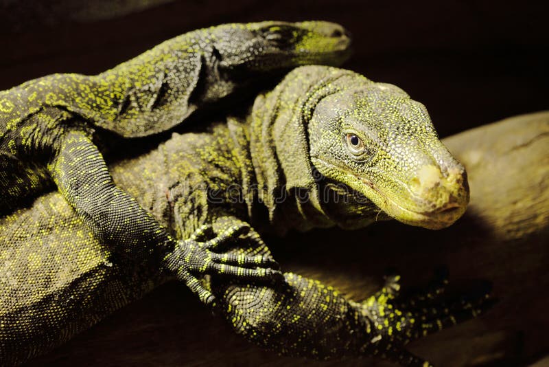 Two lizards stock photo. Image of nature, wild, large - 35729702