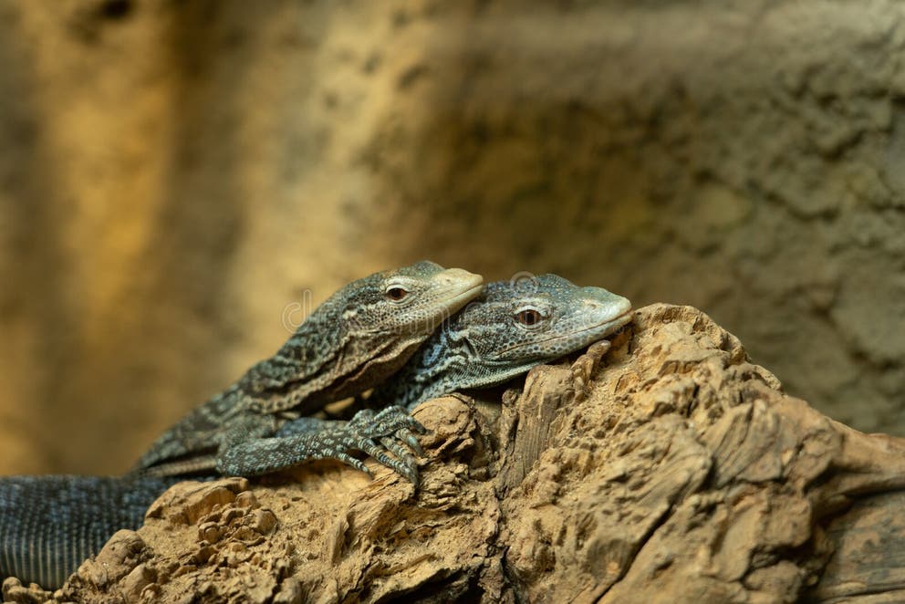 Two Lizards Resting on Rock and Hugging Stock Photo - Image of ...