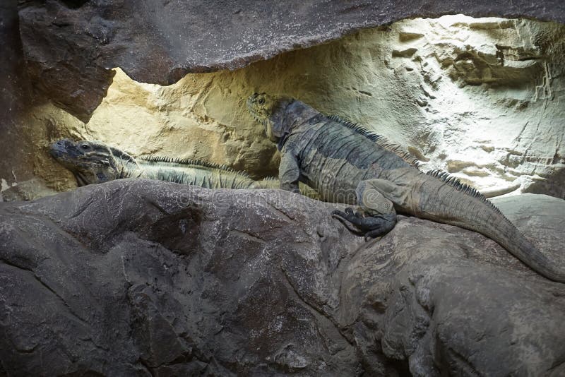 Two lizards on the rock stock image. Image of rock, wild - 79009823
