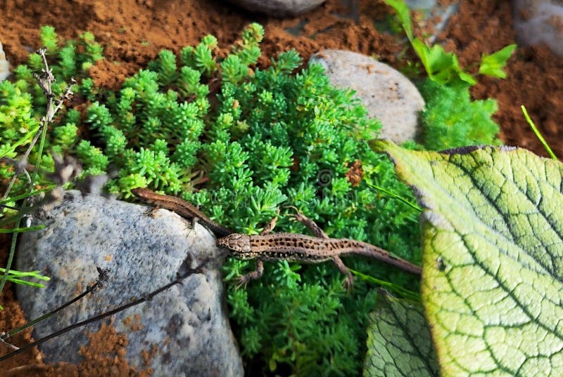 Two Lizards Running through the Grass Stock Photo - Image of wildlife ...