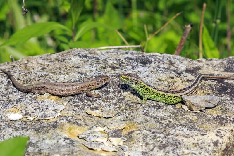 Two lizards on a stone stock photo. Image of lizards - 42666944