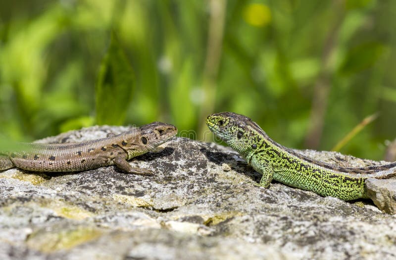 Two lizards on a stone stock image. Image of nature, reptile - 42666985