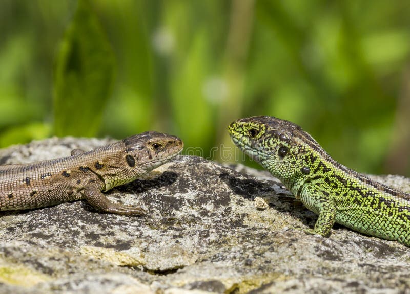 Two lizards on a stone stock image. Image of beautiful - 43080739