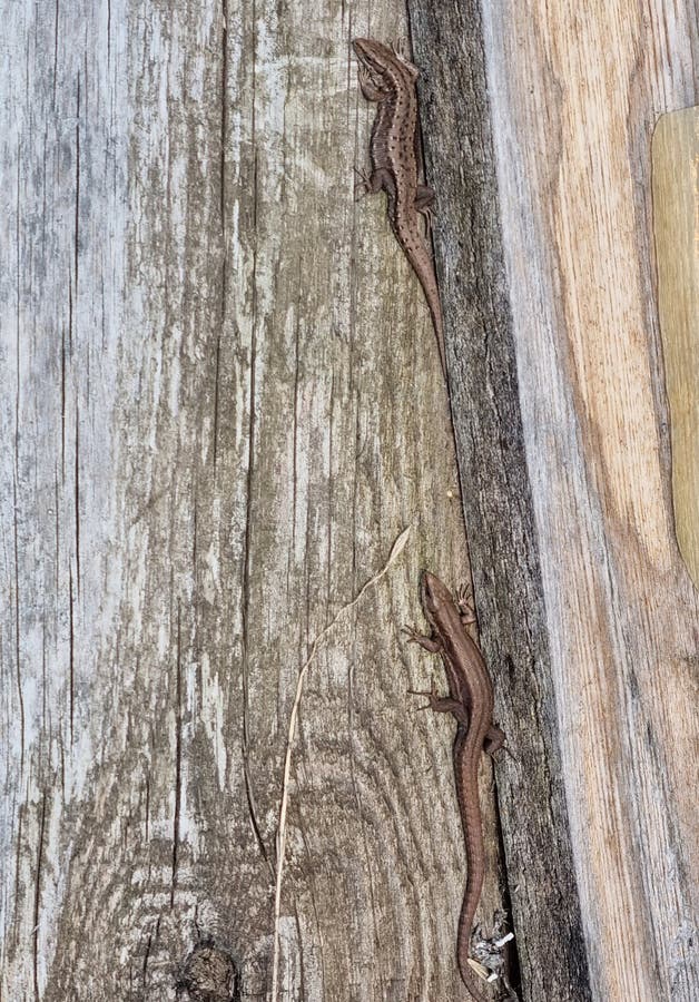 Two Lizards on a Wooden Board. the Lizard Basks in the Sun Stock Photo ...