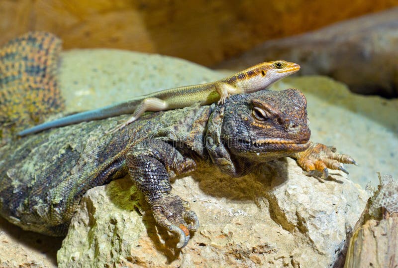 Lizzards Stock Photos - Free & Royalty-Free Stock Photos from Dreamstime