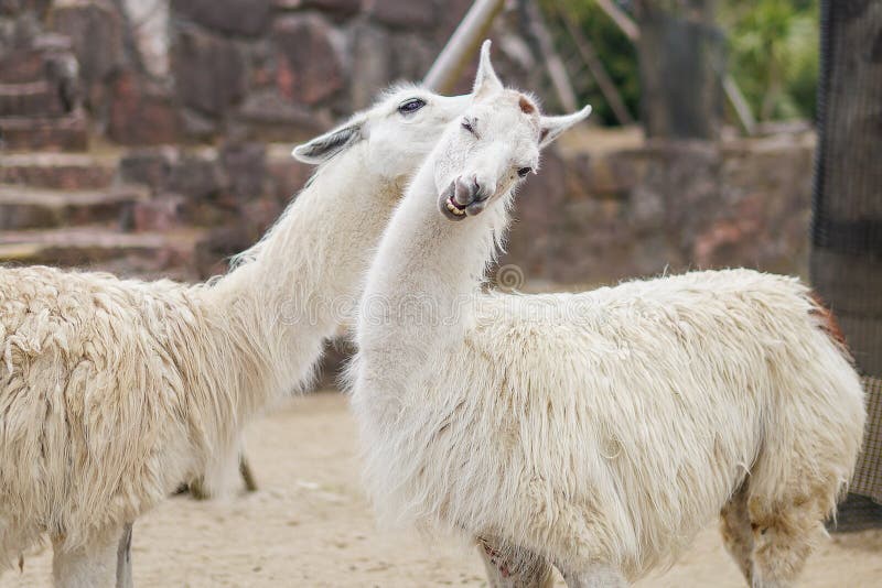 Two :Llama Lama Playing Together Stock Image - Image of izujapan ...