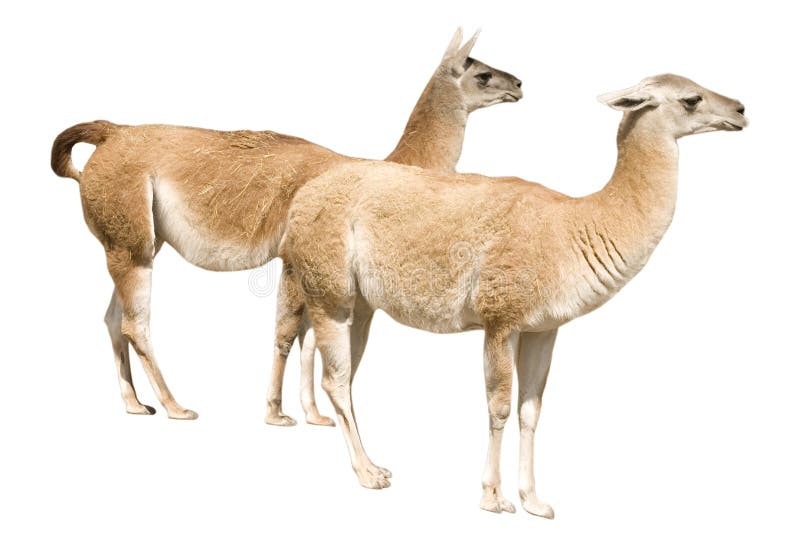 Two llamas stock image. Image of lama, american, wild - 14135611