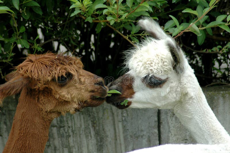Two llamas stock image. Image of head, llamas, white, neck - 161345