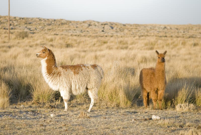 Two llamas stock image. Image of lama, american, wild - 14135611