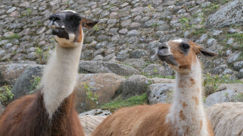 Two llamas. Lama glama stock photo. Image of mammal - 251473380