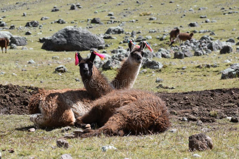 Two Llamas Sitting in the Andes Mountain Range Stock Photo - Image of ...
