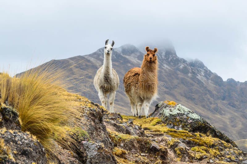 Two Llamas Standing on a Ridge in Front of a Mountain Stock Photo ...