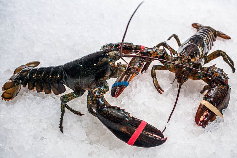 Two Lobsters Clung To Claws Stock Photo - Image of seafood, delicious ...