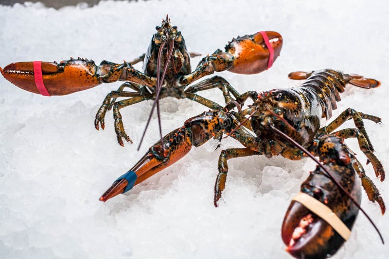 Two lobsters on ice stock image. Image of animal, food - 95574249