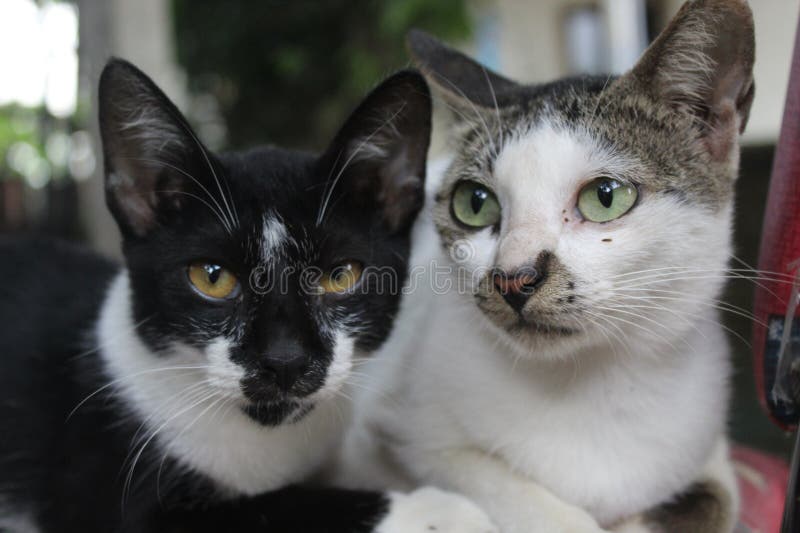 Two Local Cats Look at Things with Different Views Stock Photo - Image ...