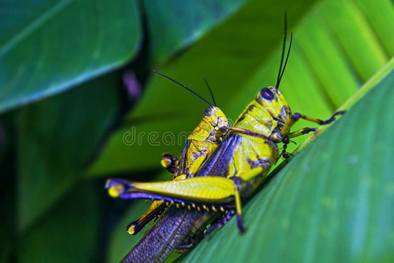 Two Locust Mating , on the Exotic Plant Stock Photo - Image of cricket ...