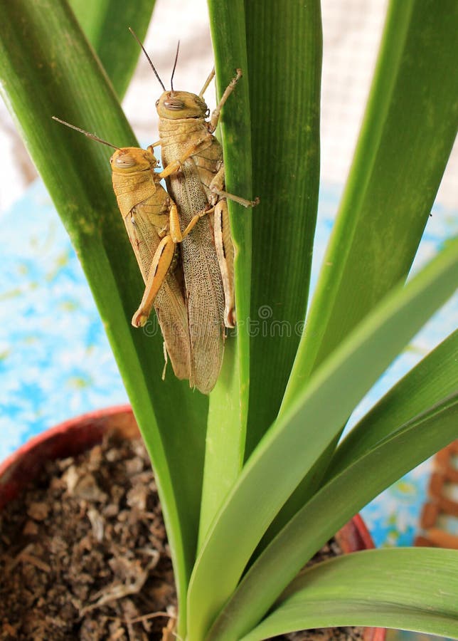 Two Locusts on a Green Leaf Stock Photo - Image of leaf, green: 93024326