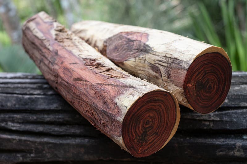 Log siam rosewood stock photo. Image of wooden, backdrop - 339595642