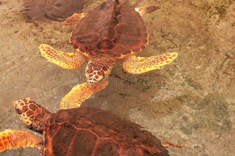 Two Loggerhead Sea Turtle in Gumbo Limbo Natural C Stock Photo - Image ...