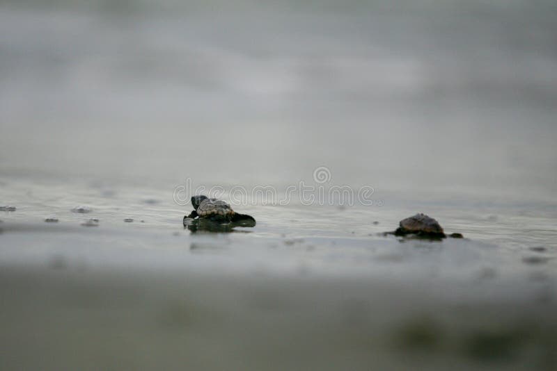 Two Loggerhead Sea Turtle Hatchlings Stock Image - Image of hatchling ...