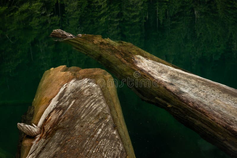Two Logs Float Beneath the Calm Surface of Green Lake Stock Photo ...