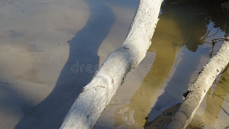 Two Logs of a Tree Lie Above the Water. Stock Image - Image of water ...