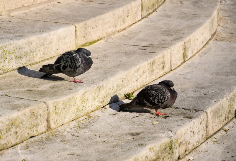 Pigeons on steps stock image. Image of animal, culver - 228965571