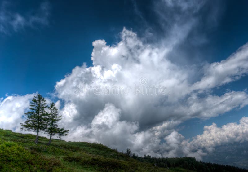 Two Lone Pine Trees on the Horizon Under a Wild and Expressive Cloudy ...