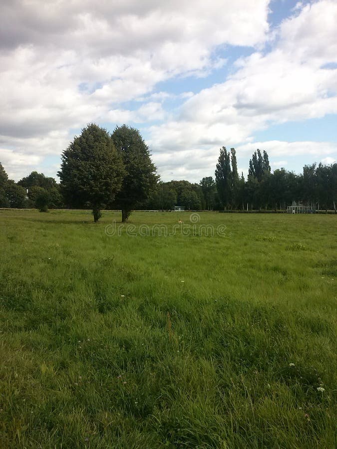 Two Lonely Green Deciduous Trees Next To Each Other on a Green Meadow ...