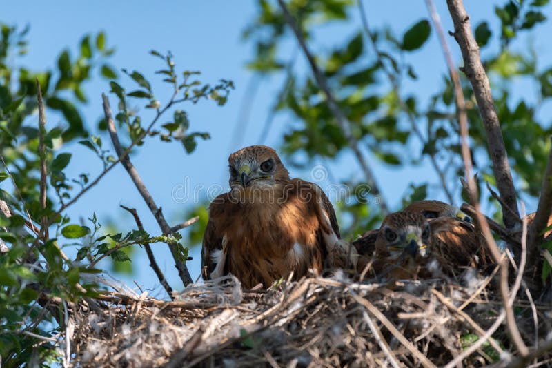 131 Baby Buzzard Stock Photos - Free & Royalty-Free Stock Photos from ...