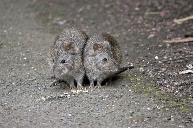 Nose Potoroos Stock Photos - Free & Royalty-Free Stock Photos from ...