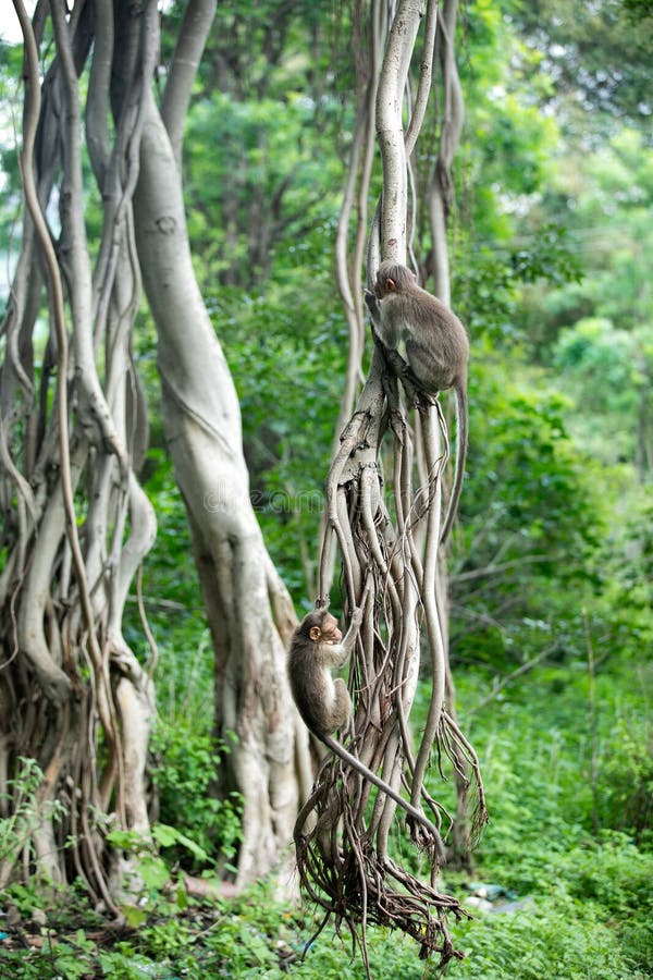 Monkeys at Home in the Rainforest Stock Photo - Image of home, dappled ...