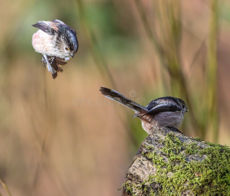 Two Long Tailed Tit Birds Perched on a Rock, Engaged in an Adorable ...