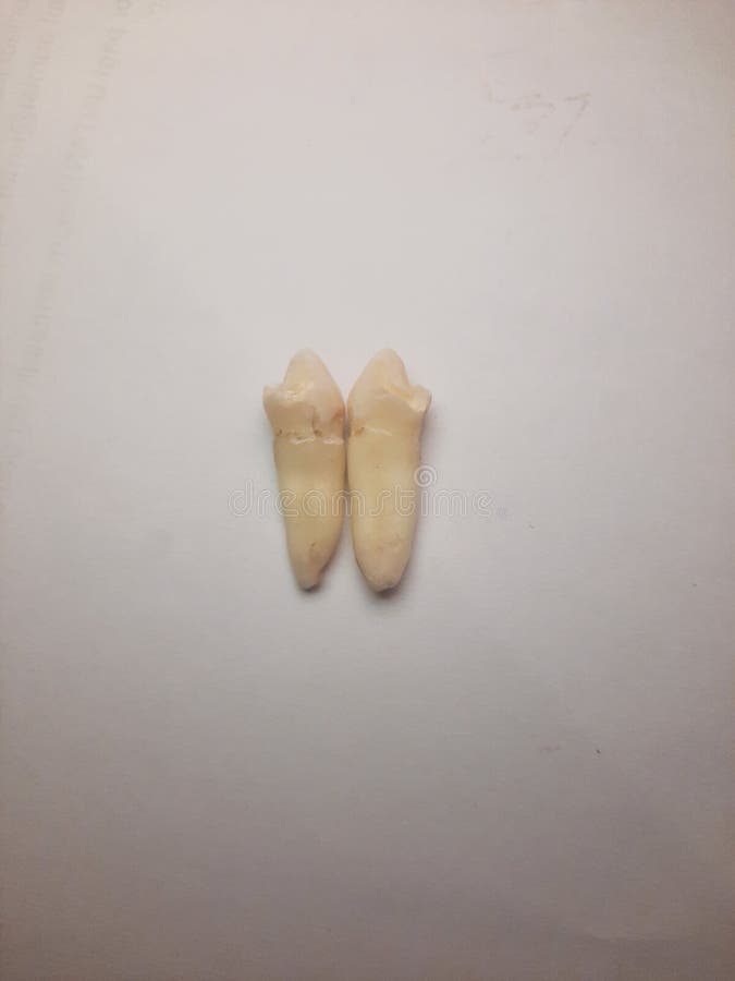 Two Long Teeth on White Background Stock Photo - Image of lighting ...