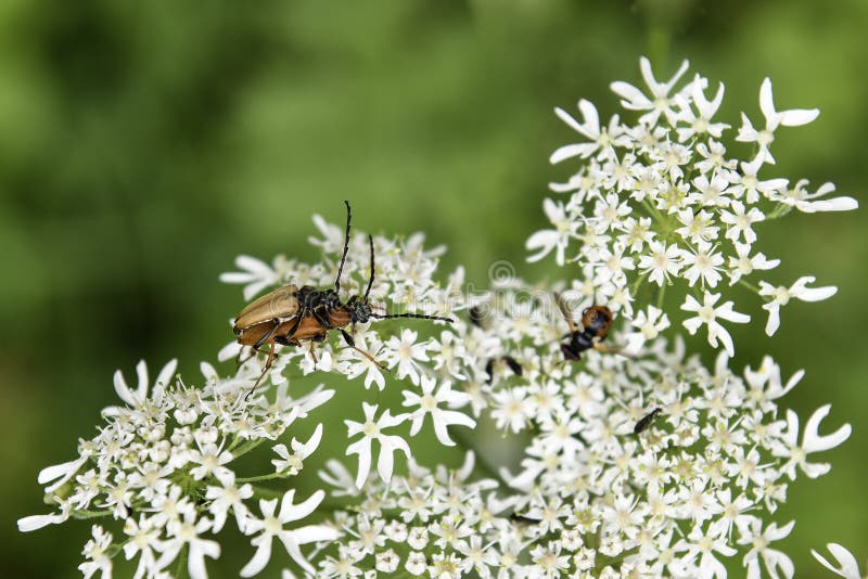 Two Longhorn Beetles on a Blossom of a Wild Carrot Stock Photo - Image ...