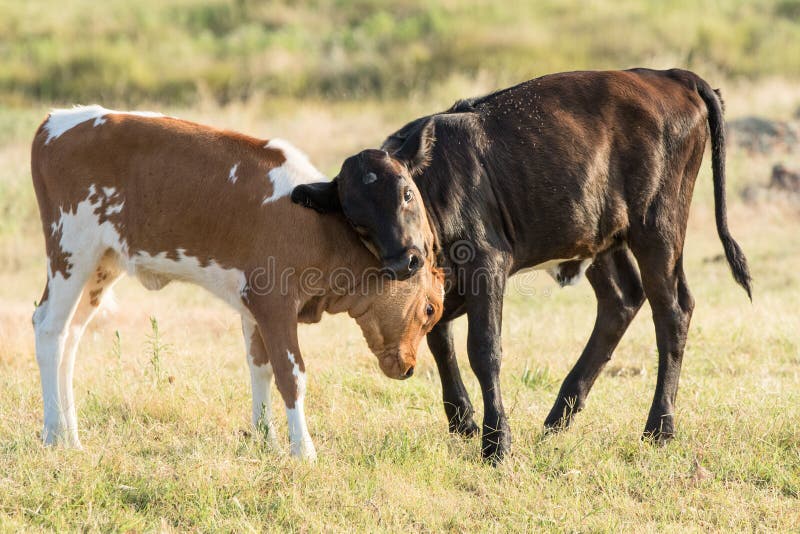 Two Calves stock image. Image of sitting, closeup, cute - 45136581