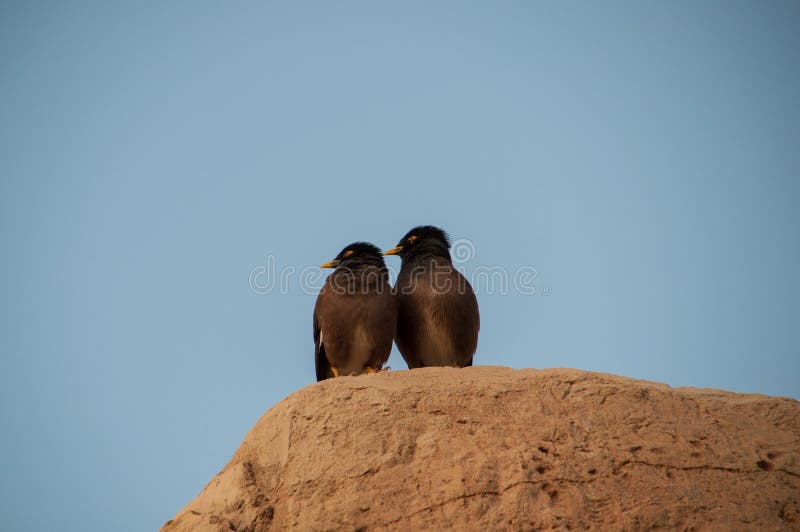 Two Look Alike Birds Posing on the Rock Stock Image - Image of twins ...