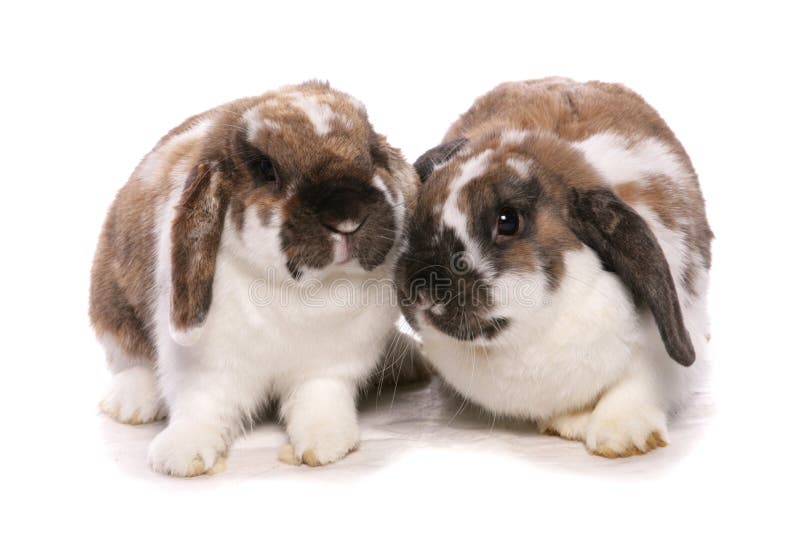 309 Lop Eared Rabbits Stock Photos - Free & Royalty-Free Stock Photos ...