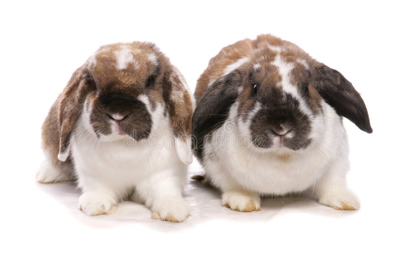 308 Lop Eared Rabbits Stock Photos - Free & Royalty-Free Stock Photos ...