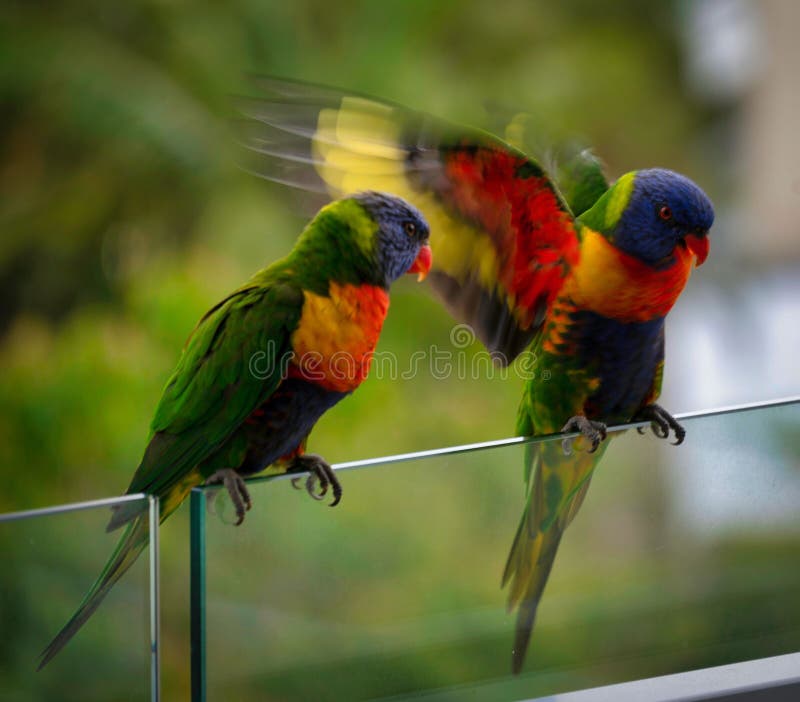 Loriini Birds Perched Side-by-side on a Ledge, Basking in the Sunshine ...