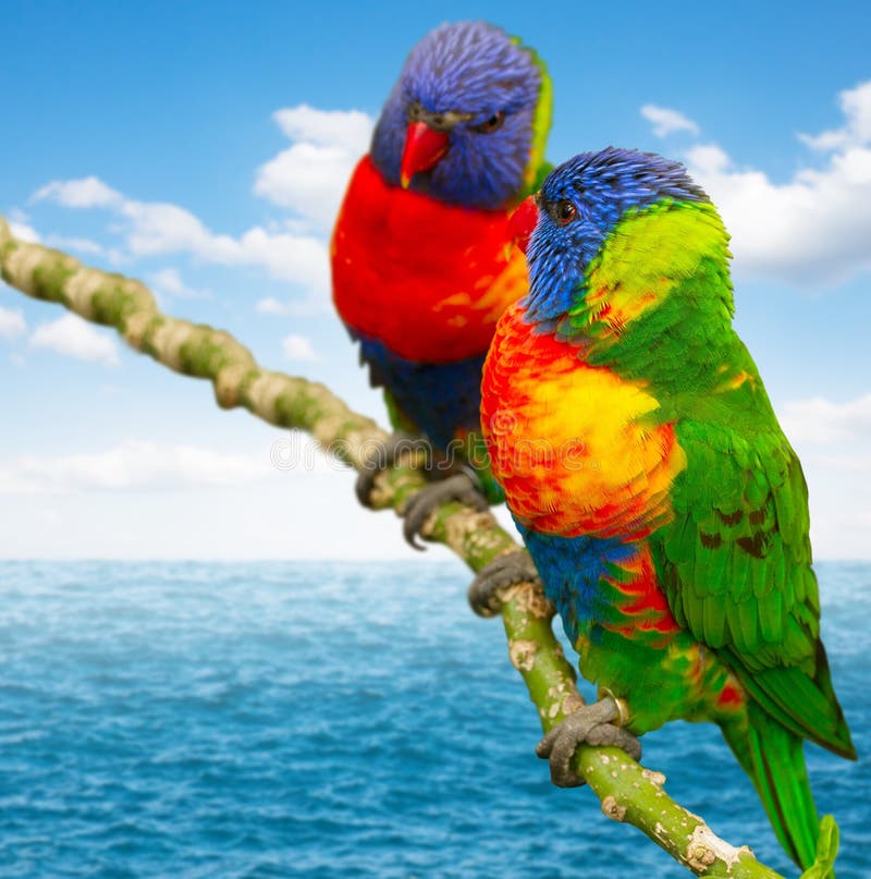 Two lorri parrots stock image. Image of bird, wild, tropical - 41438349