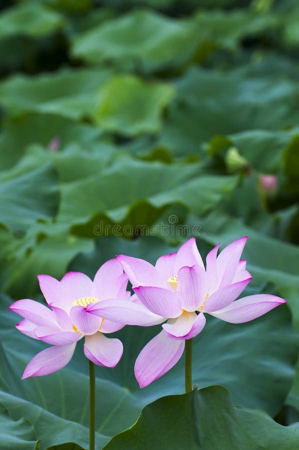 Two Lotus stock image. Image of shade, bloom, blooming - 24858931