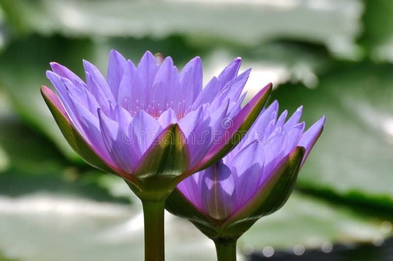 Two lotus in back lighting stock image. Image of back - 16836427